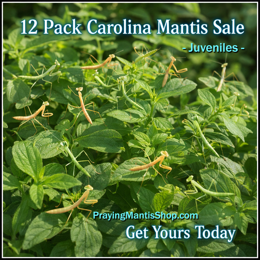 SALE Praying Mantis Carolina Juveniles - 12 PACK – PrayingMantisShop.com