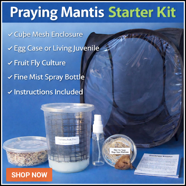 The Praying Mantis Shop - Purchase Live Praying Mantid and Supplies ...
