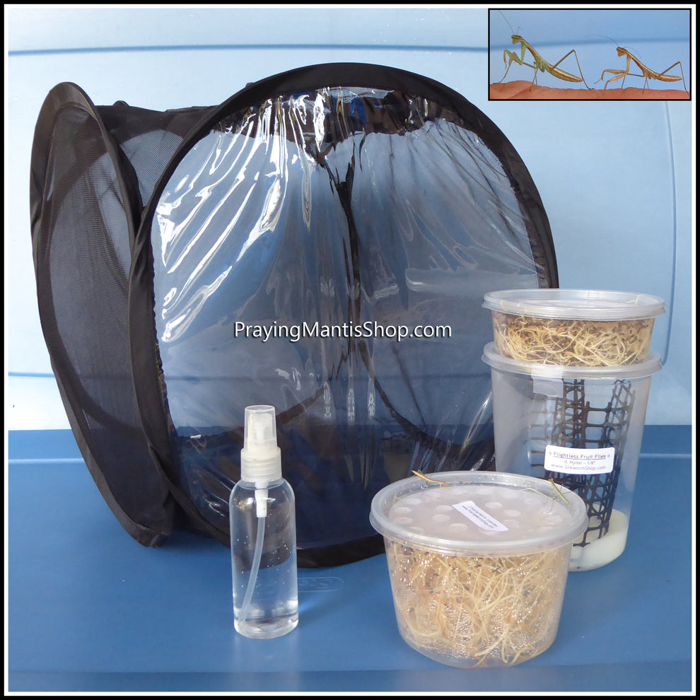 Praying Mantis Basic Kit – PrayingMantisShop.com