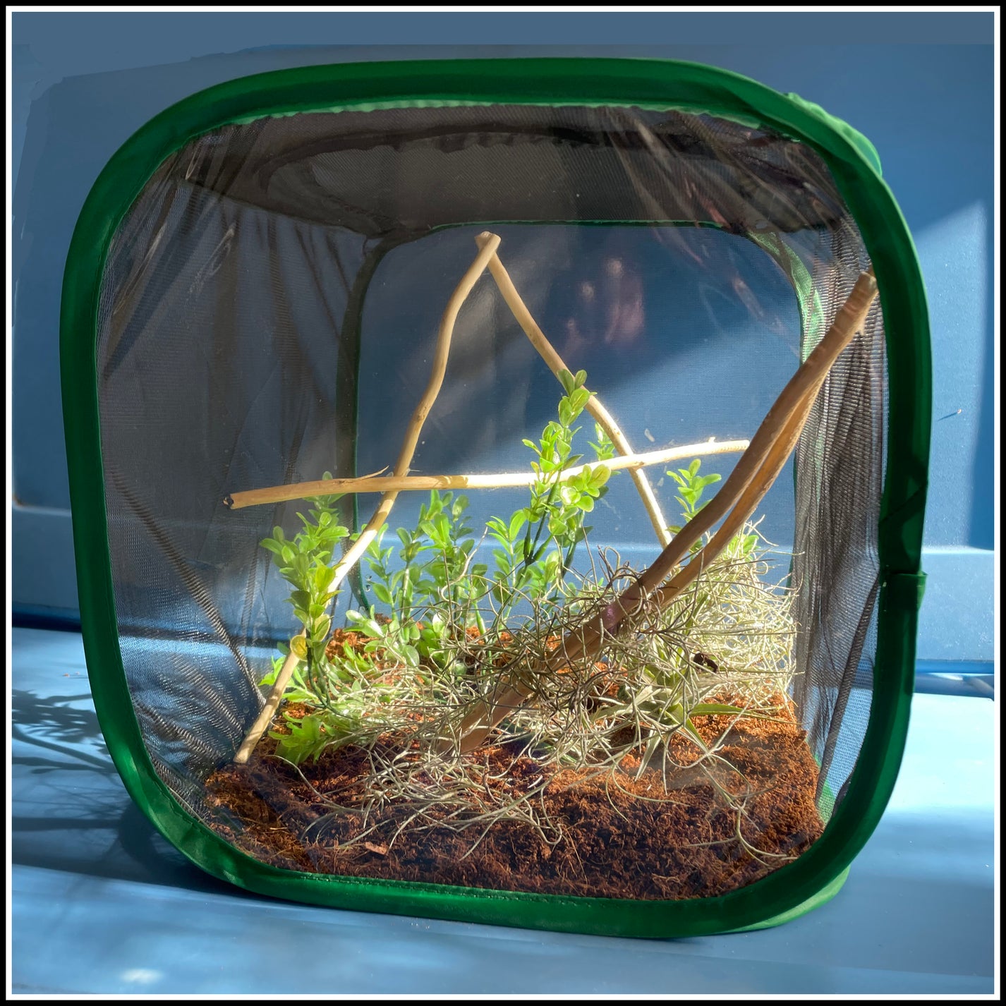 Driftwood Branches for Praying Mantis Enclosures – PrayingMantisShop.com