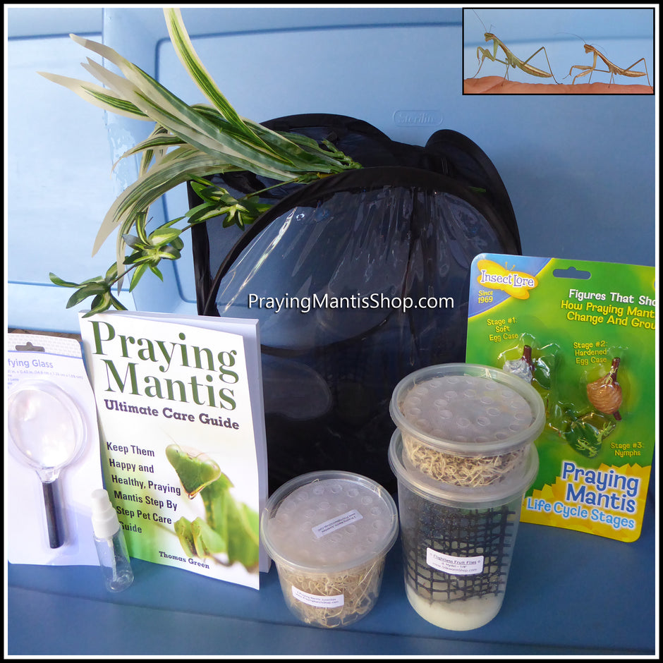 The Praying Mantis Shop - Purchase Live Praying Mantid and Supplies ...