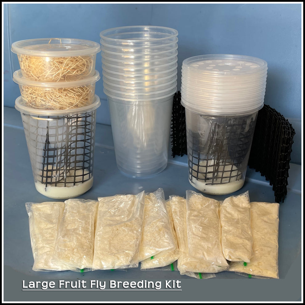 Flightless Fruit Fly Breeding Kit for Feeding Praying Mantis ...