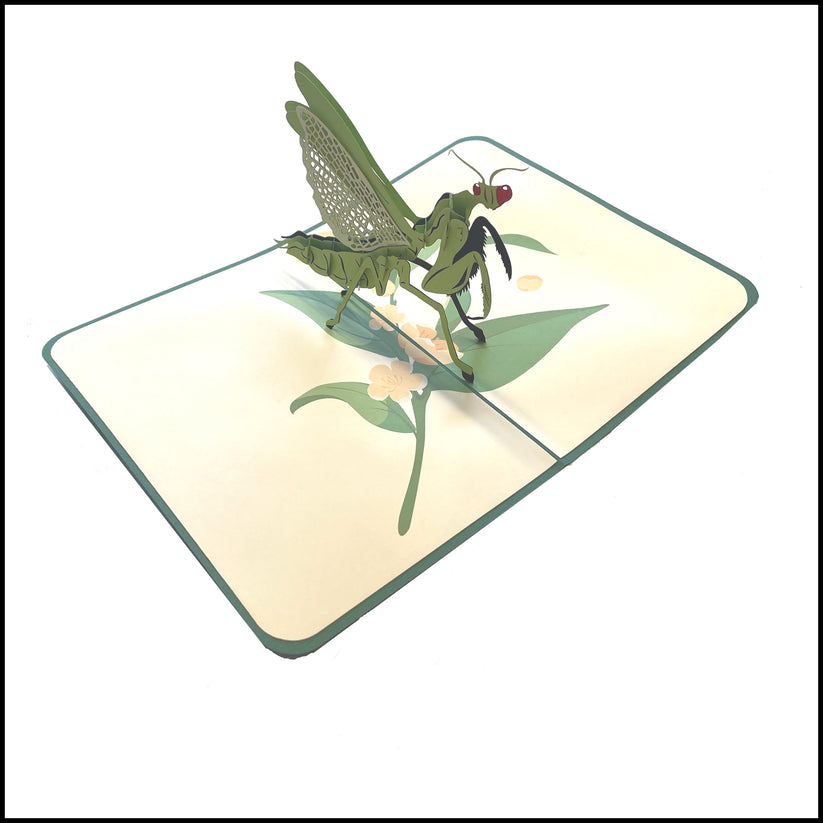 Pop-Up 3D Praying Mantis Greeting Card – PrayingMantisShop.com