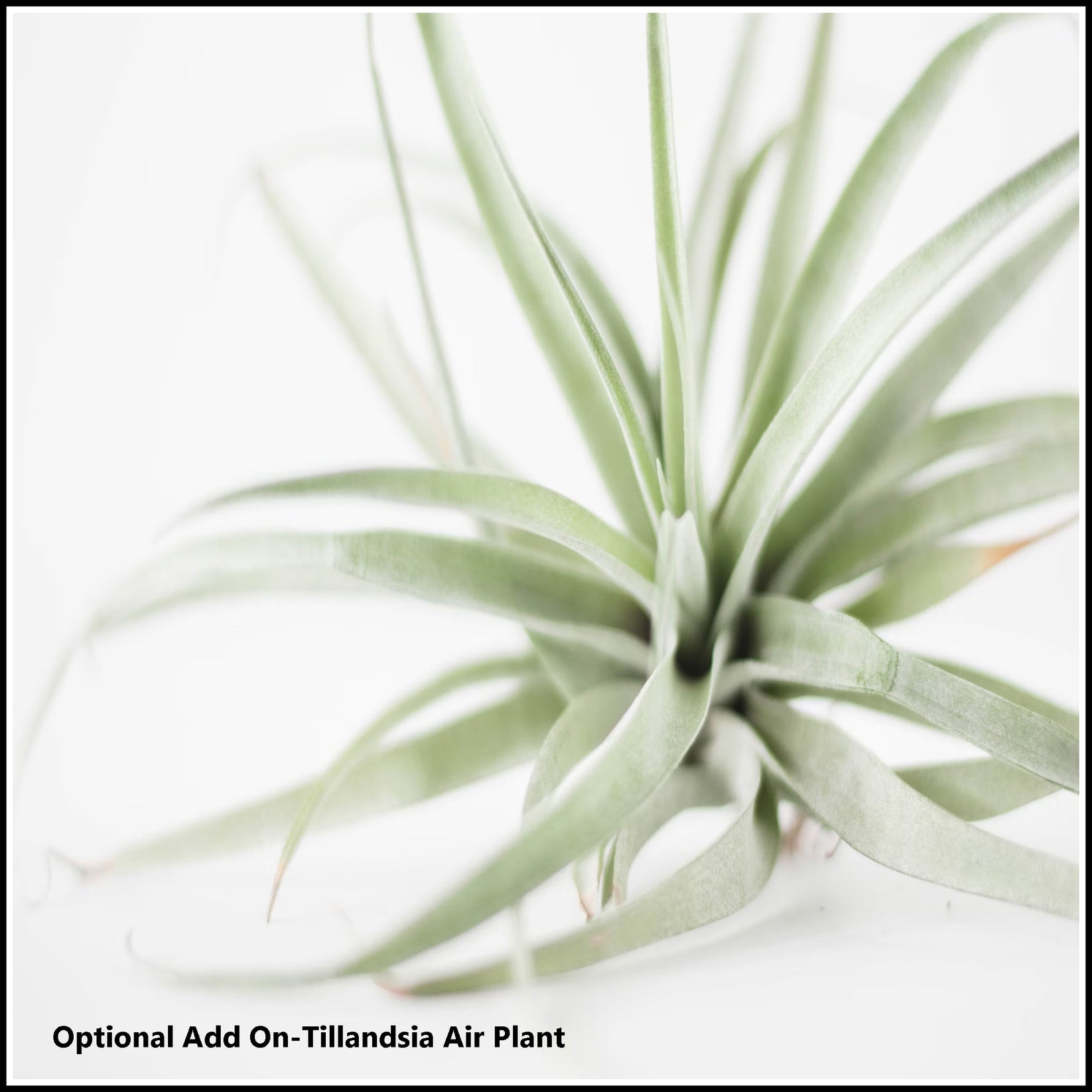 Praying Mantis Ultimate Kit - All the items for the perfect habitat ...