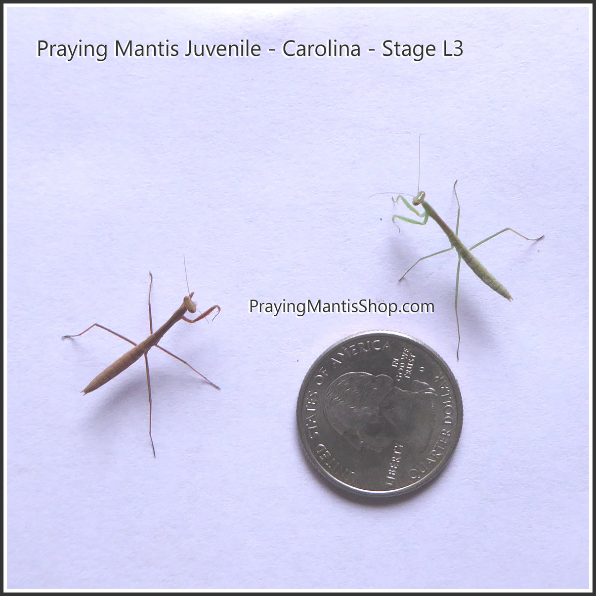 Praying Mantis Living Juvenile - Carolina – PrayingMantisShop.com