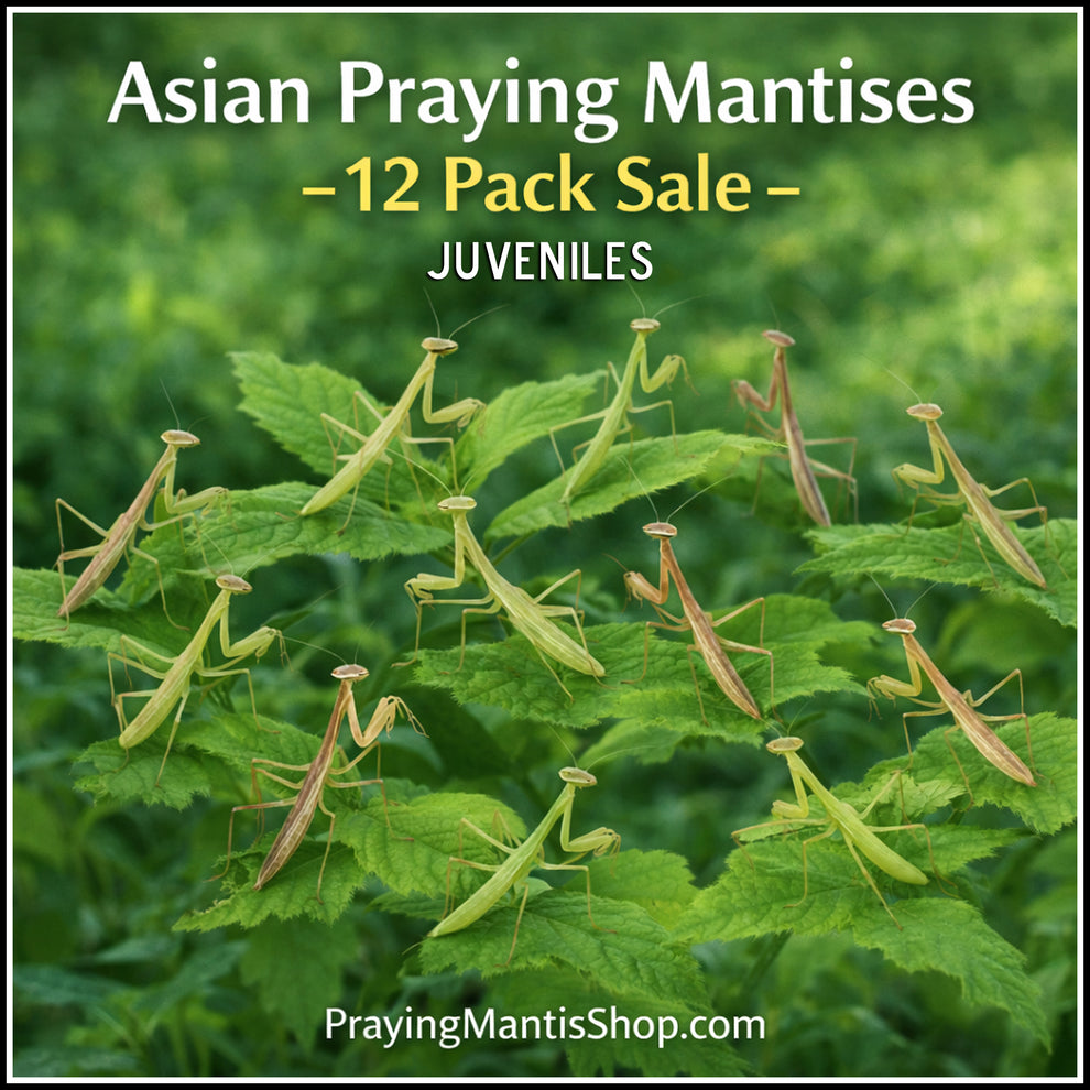 SALE - Praying Mantis Asian Juveniles - One Dozen – PrayingMantisShop.com