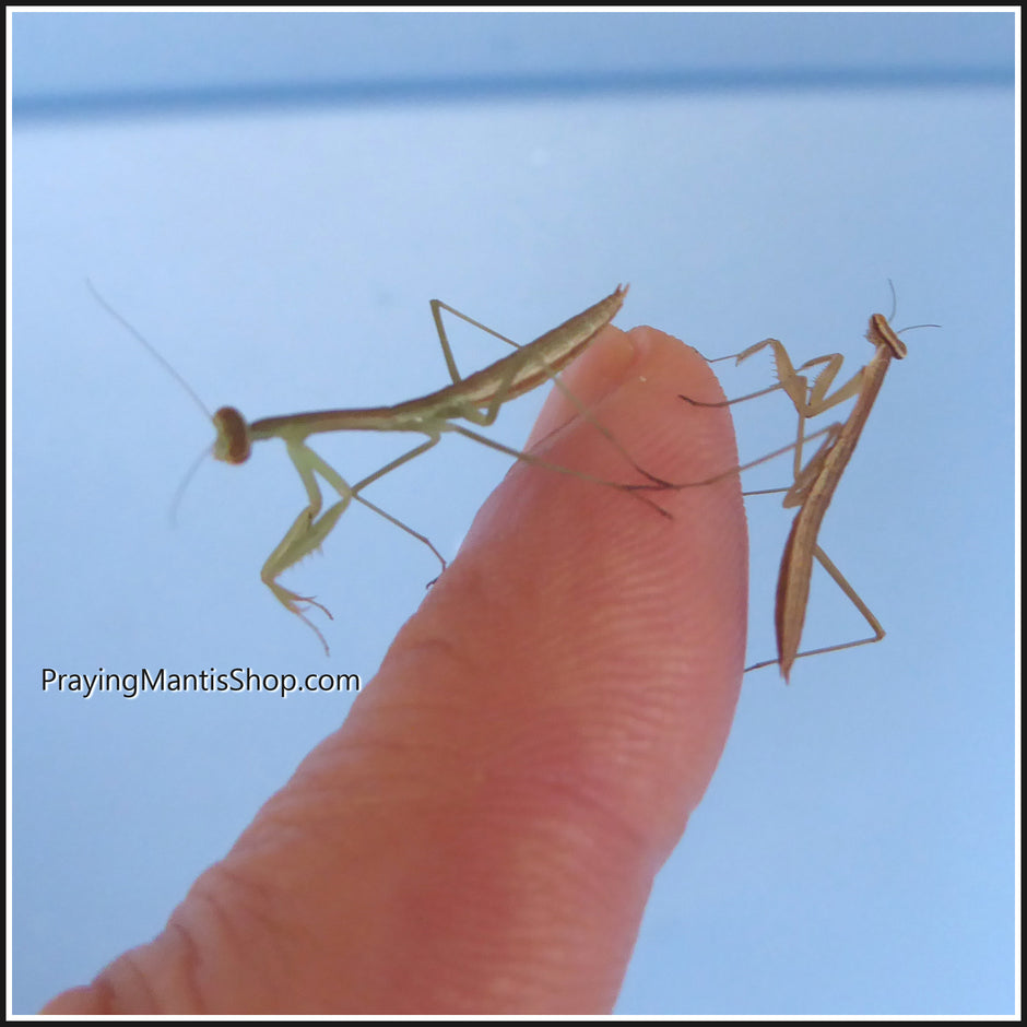 The Praying Mantis Shop - Purchase Live Praying Mantid and Supplies ...
