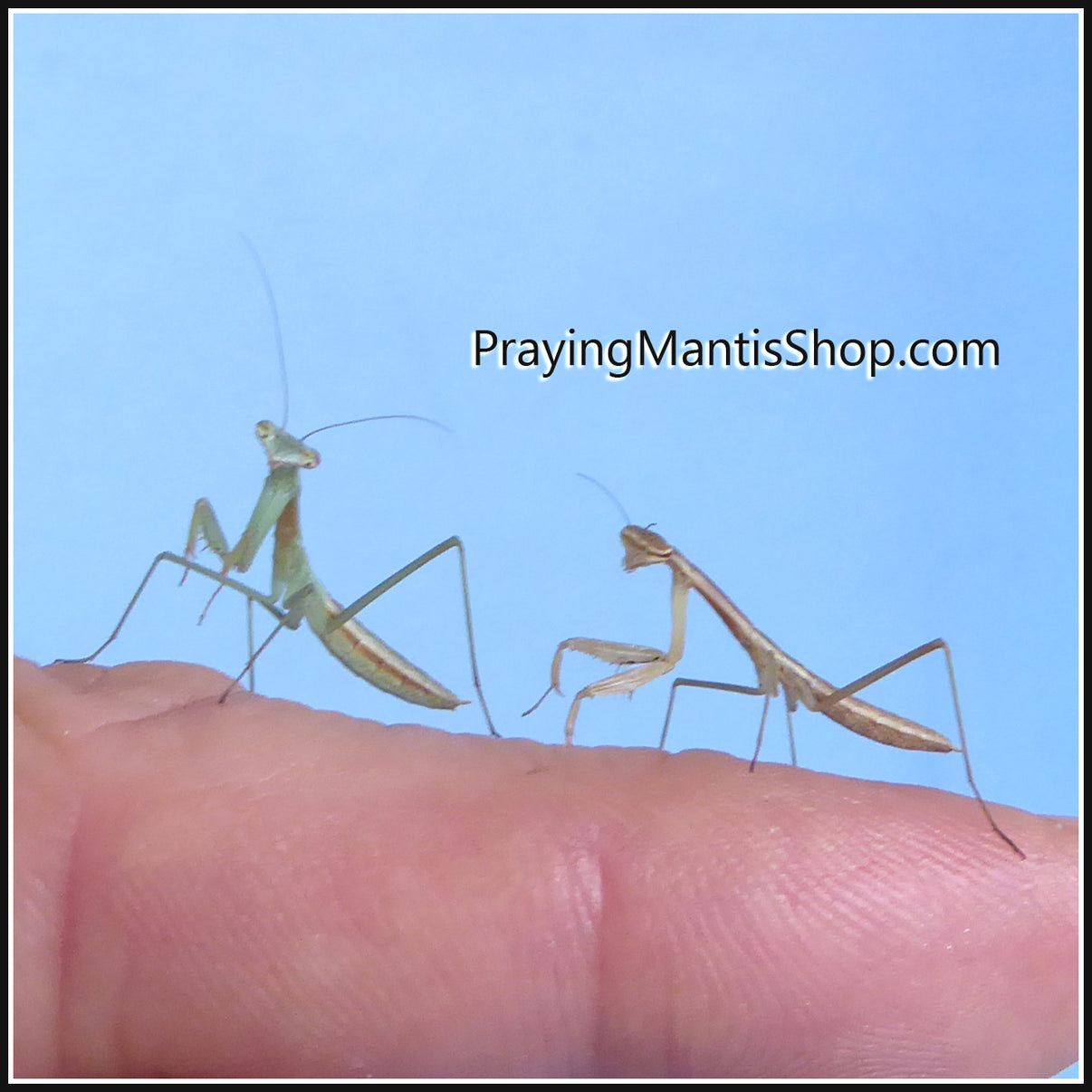 Praying Mantis Living Juvenile – PrayingMantisShop.com