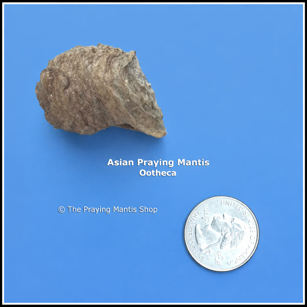 Living Praying Mantis Egg Case (Ootheca) for hatching nymph mantids ...