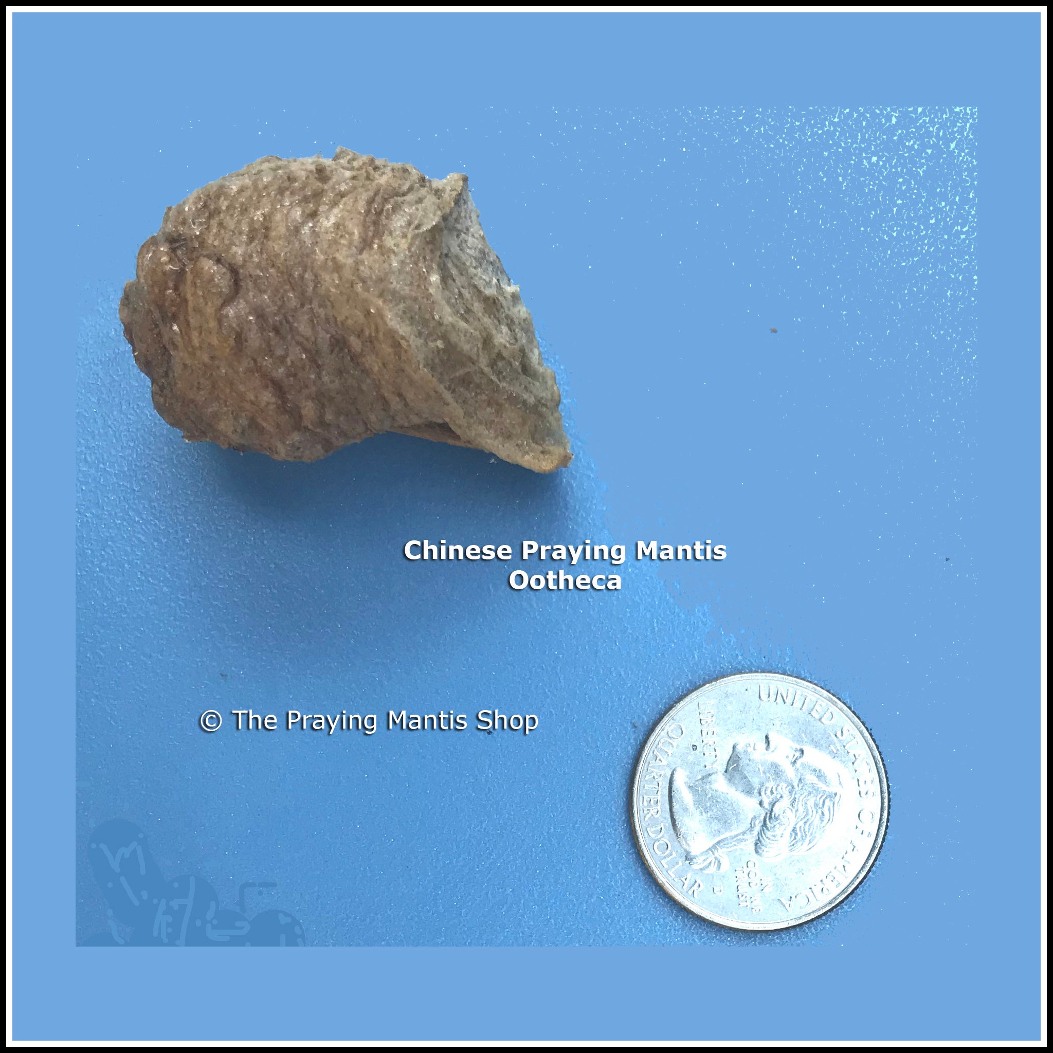 Living Praying Mantis Egg Case (Ootheca) for hatching nymph mantises ...