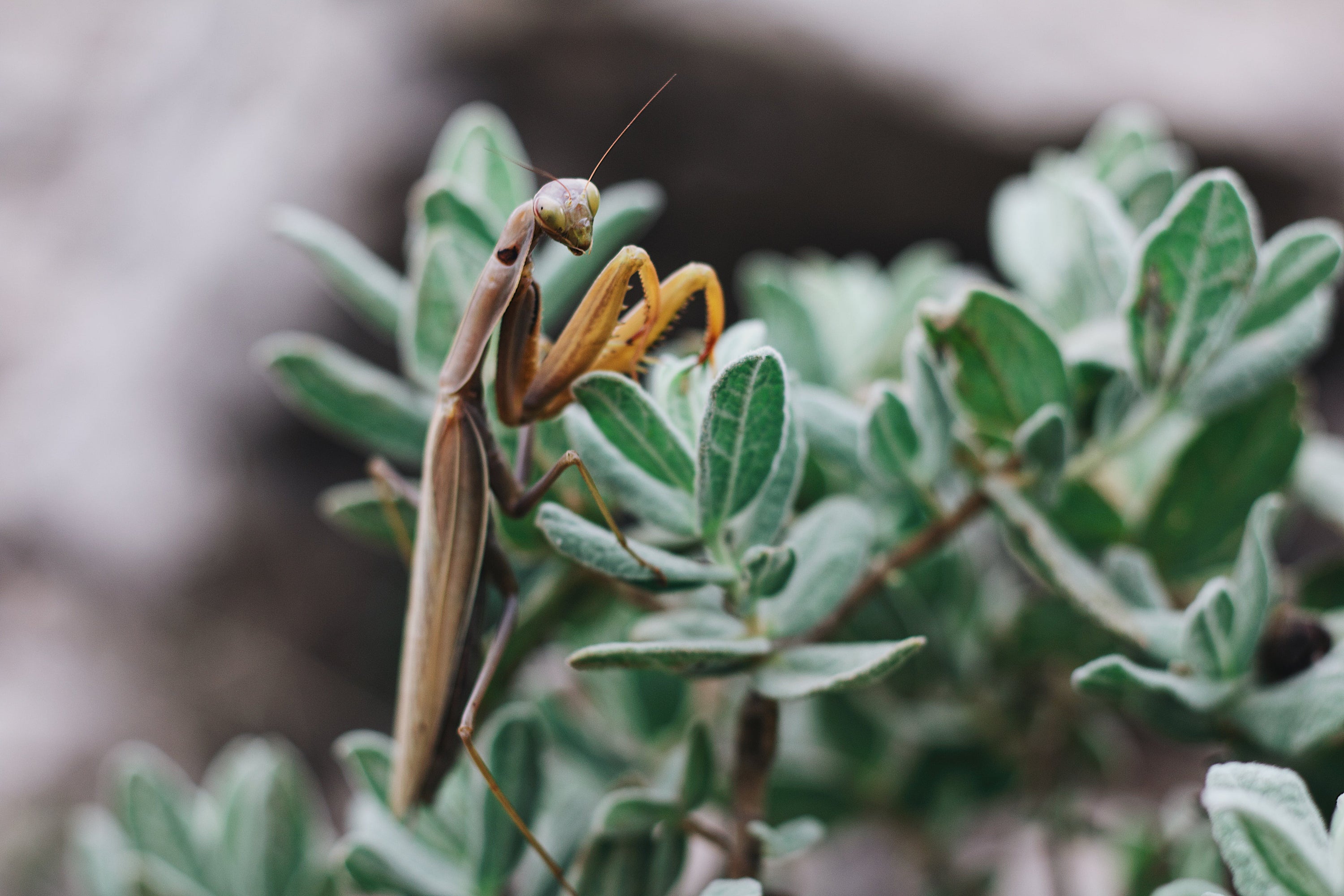 The Praying Mantis Shop - Purchase Live Praying Mantid and Supplies ...