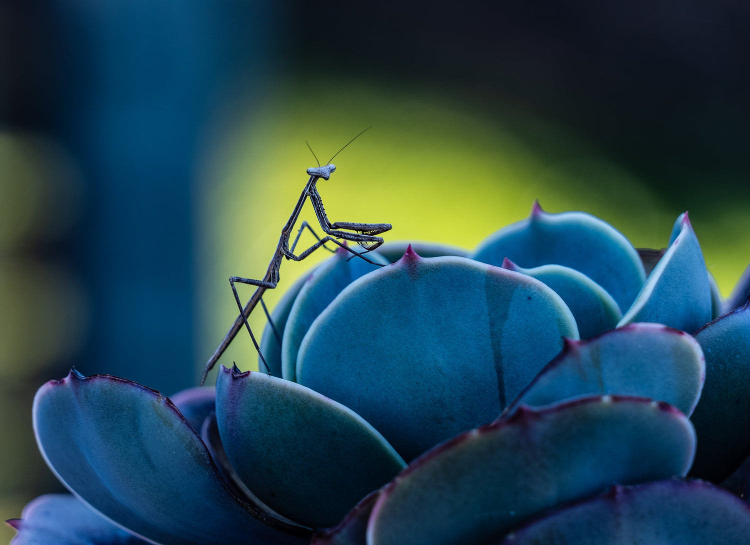The Praying Mantis Shop - Purchase Live Praying Mantid and Supplies ...