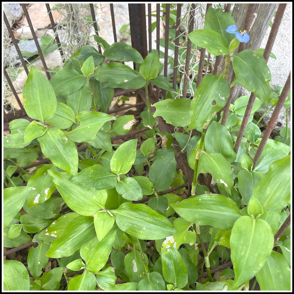 Wandering Dude Live Plant for Praying Mantis Enclosure ...