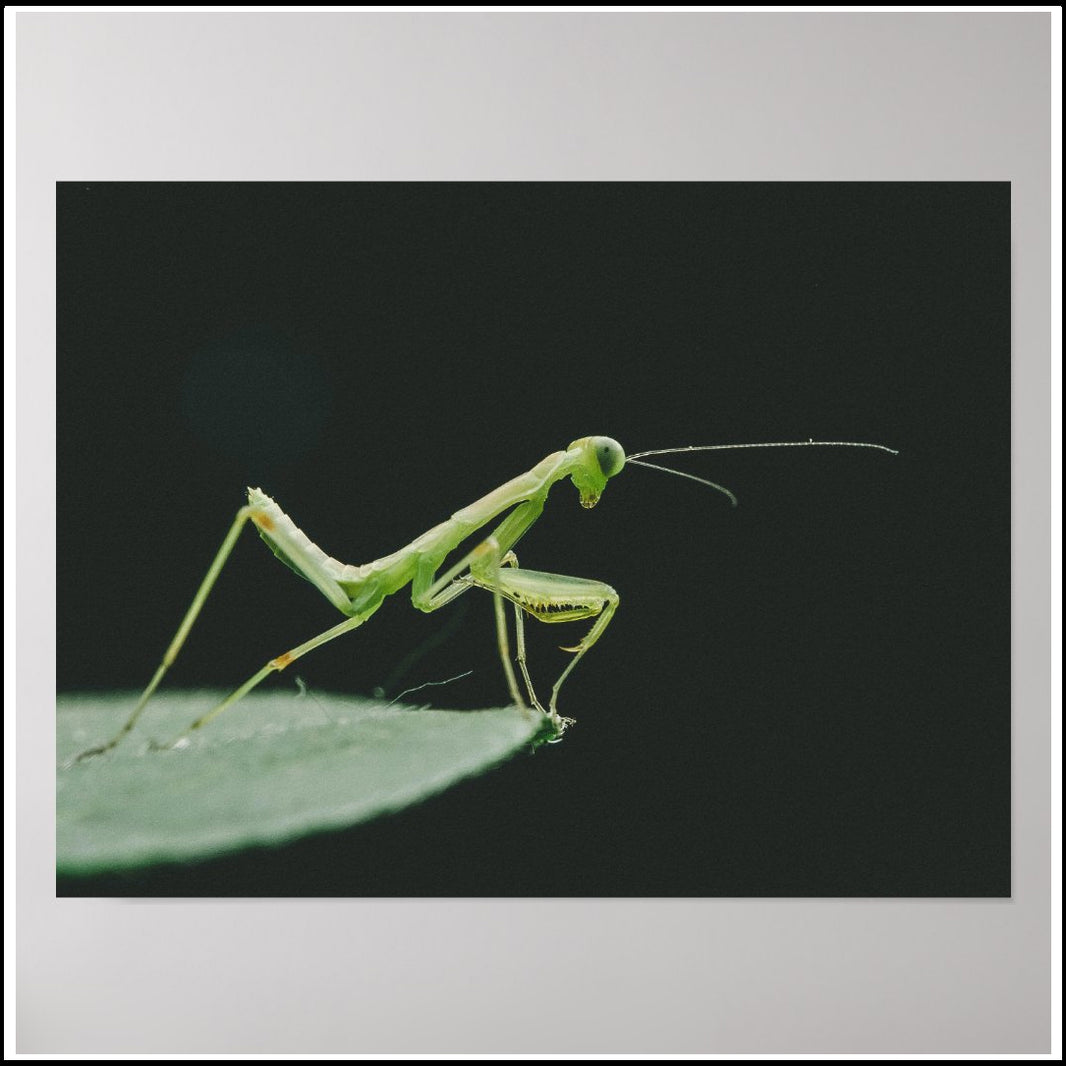 Praying Mantis Wall Prints & Posters – PrayingMantisShop.com