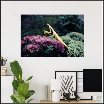 The Praying Mantis Shop - Purchase Live Praying Mantid and Supplies ...