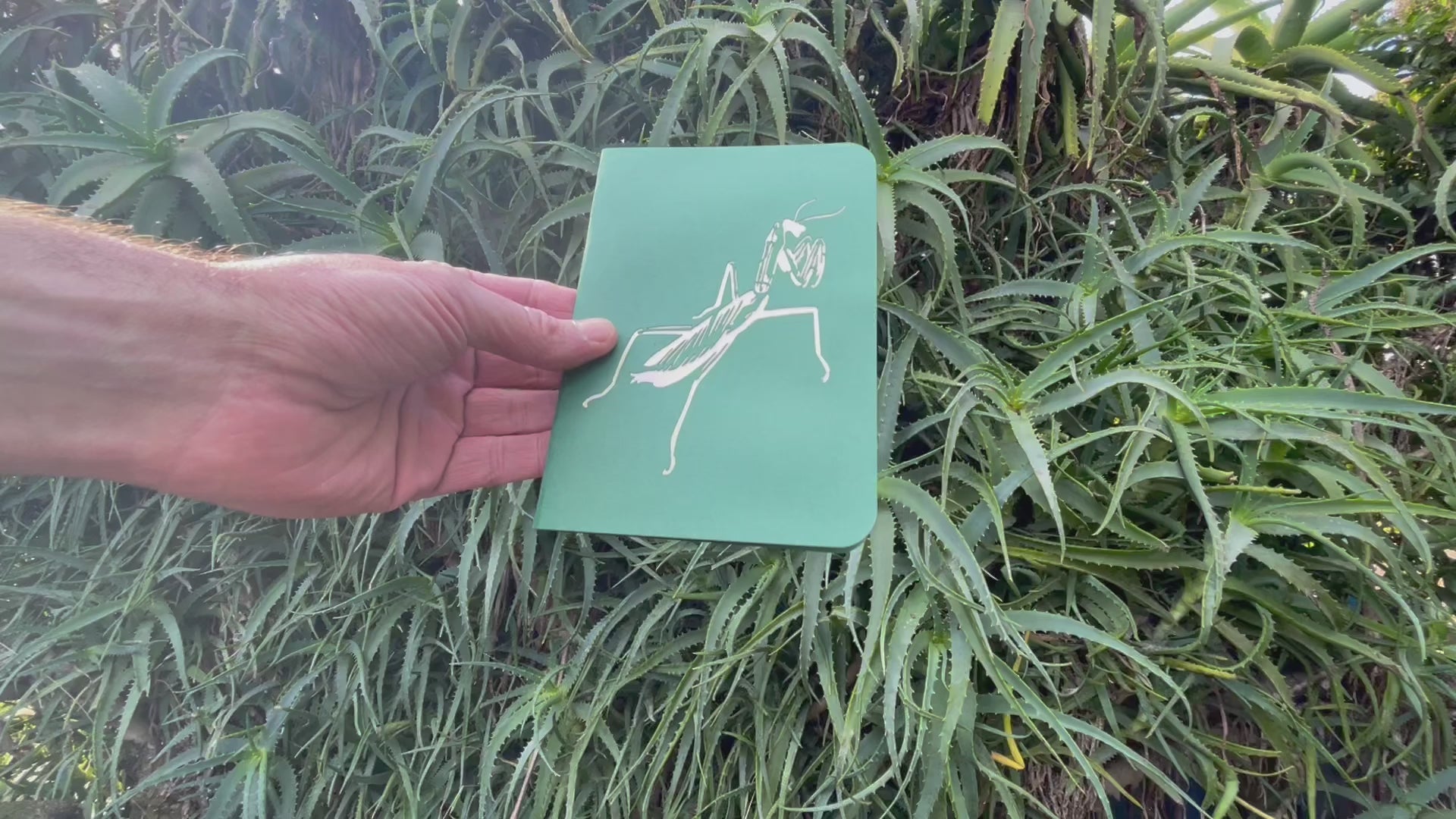 The Praying Mantis Shop - Purchase Live Praying Mantid and Supplies ...